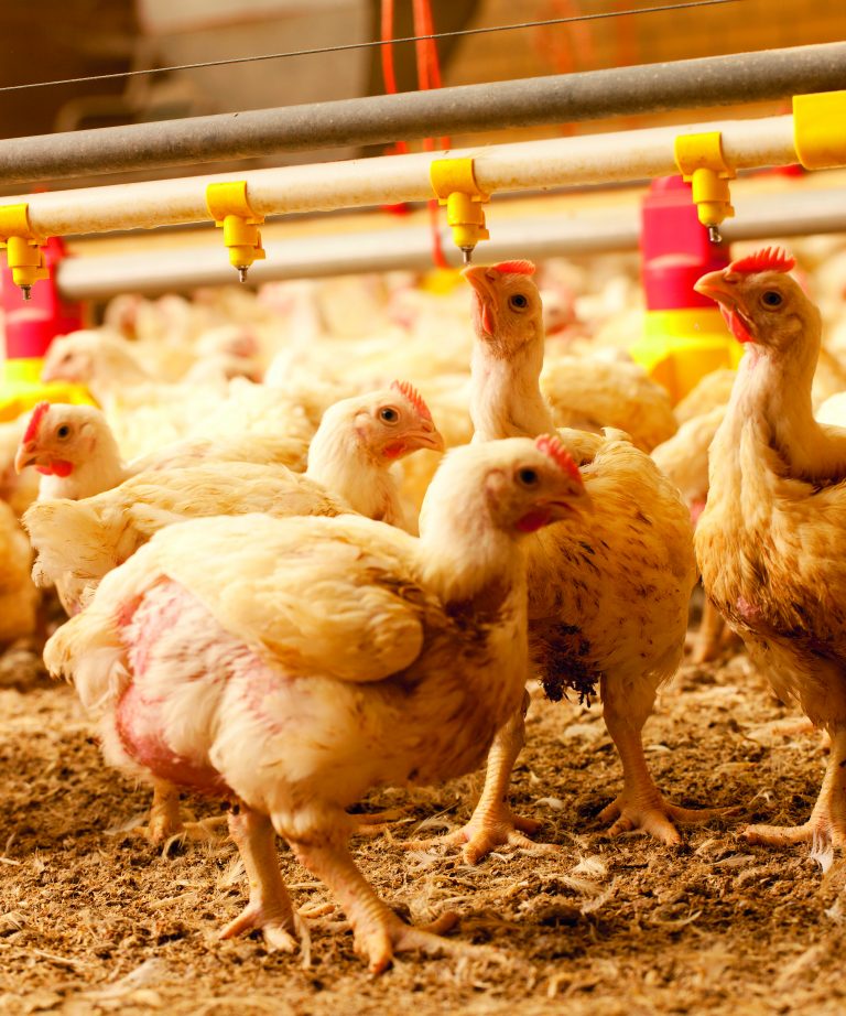 Picture CFC Flora Mix Poultry front page | Harald Kohler GmbH & Co. KG